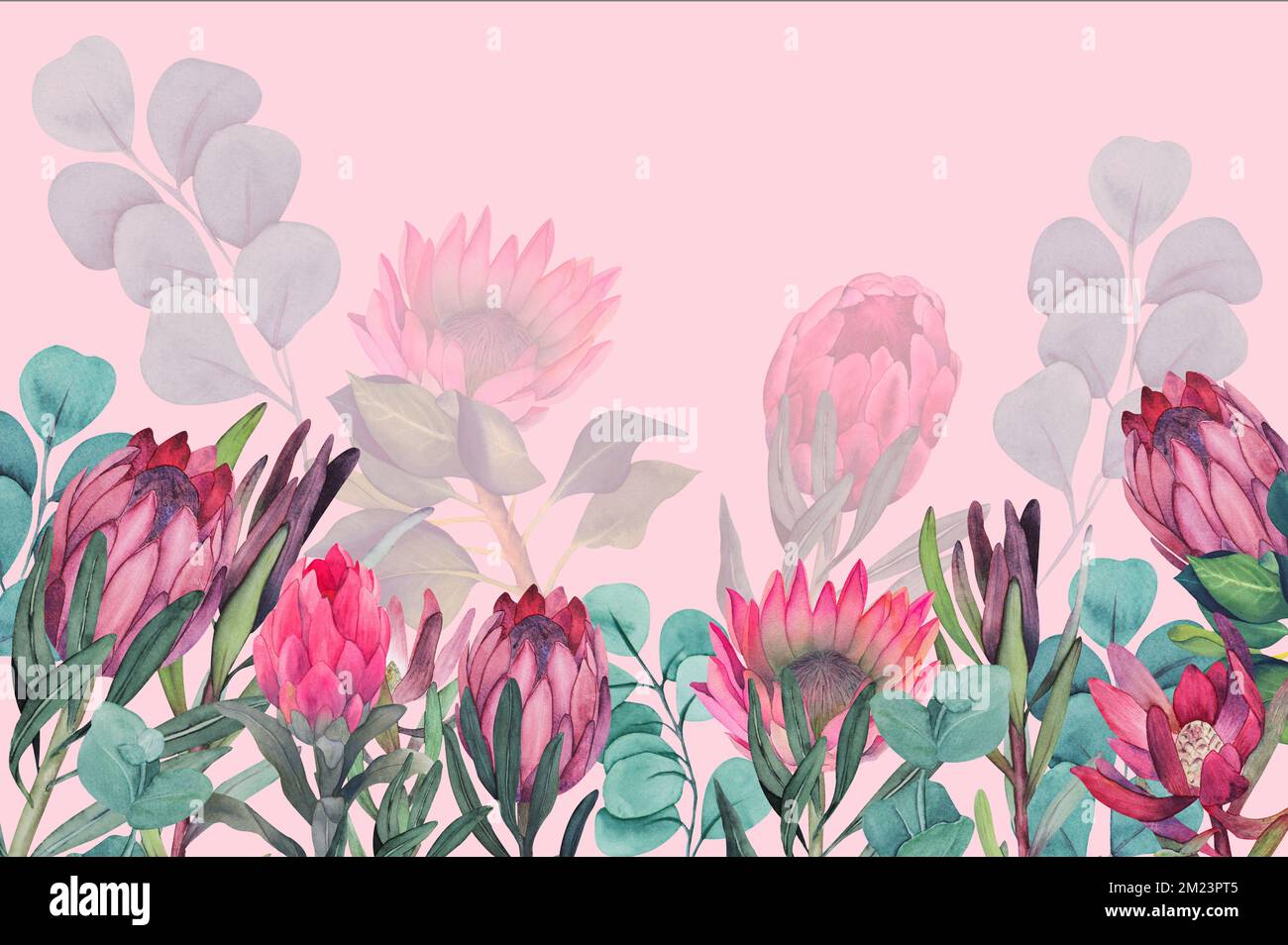 Hand painted watercolor magenta protea flowers border Stock Photo - Alamy
