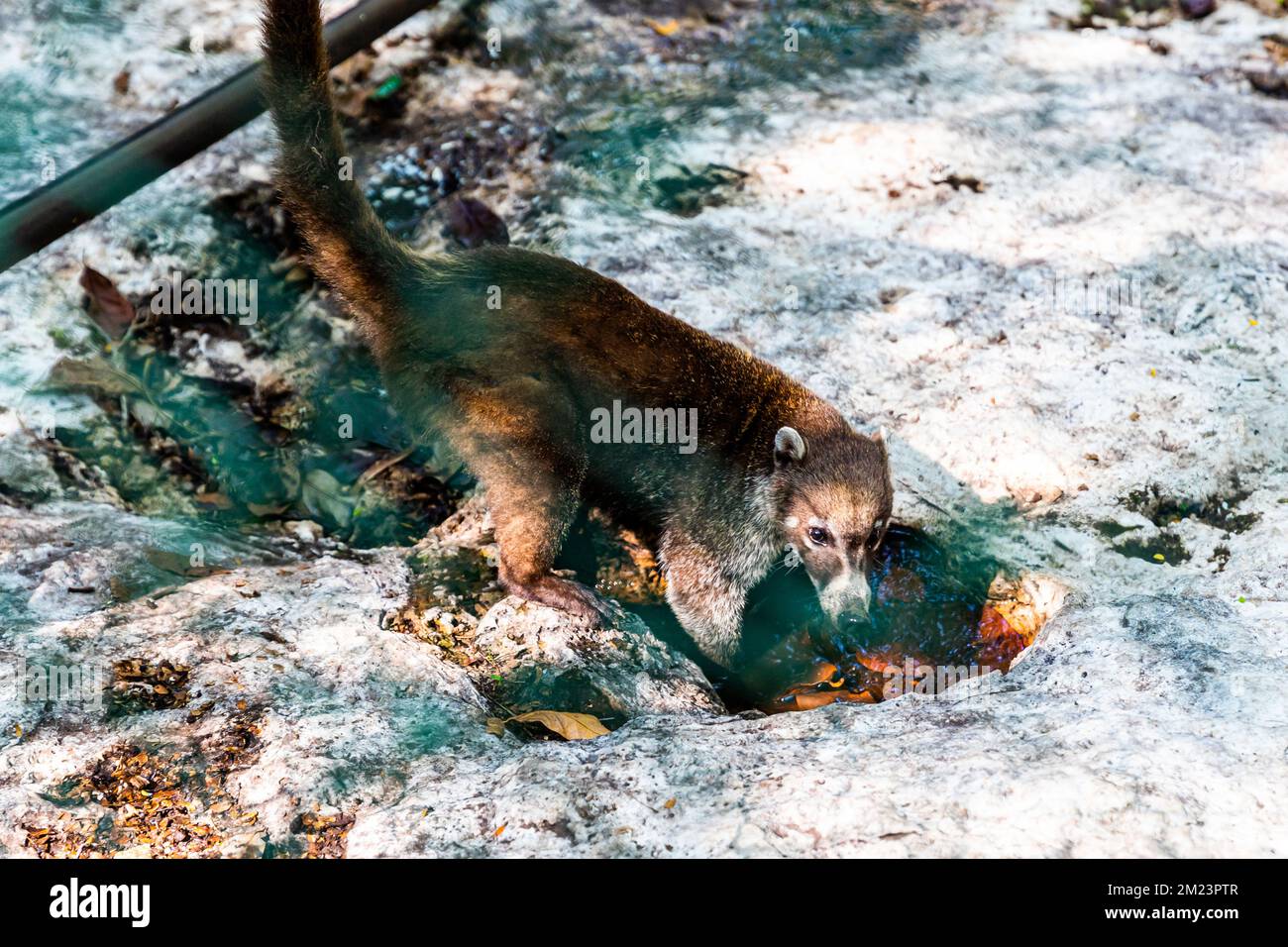 A Coati is seen looking for food in an area near the forest /Eyepix ...