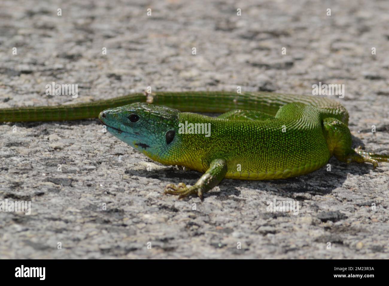 Male green lizard with blue head Stock Photo - Alamy