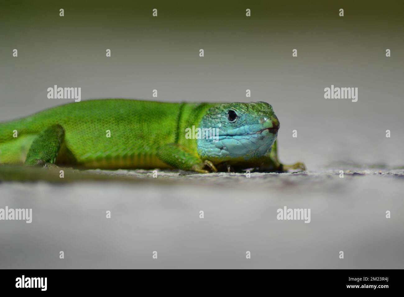 Male green lizard with blue head Stock Photo - Alamy