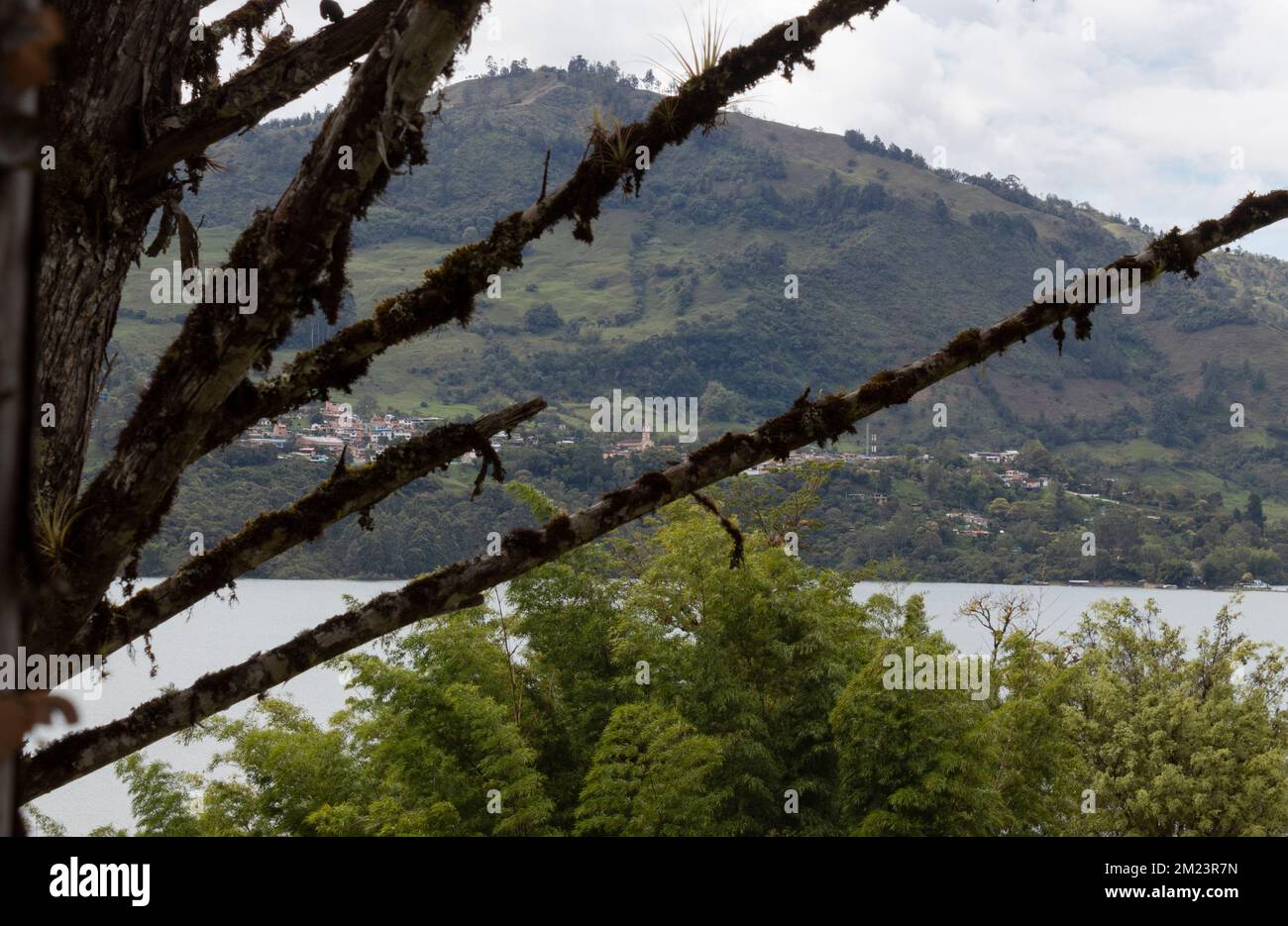 Colombian gachala town viewed through an old tree branches with andean ...