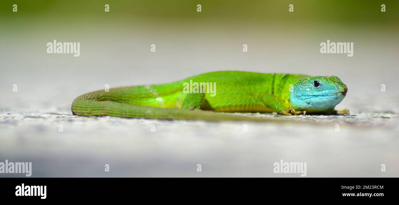 Male green lizard with blue head Stock Photo - Alamy