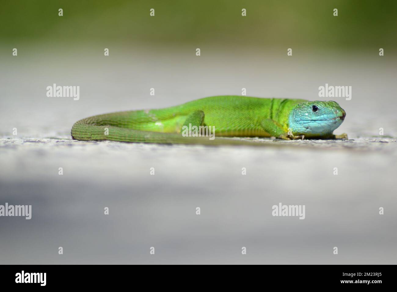 Male turquoise blue hi-res stock photography and images - Alamy
