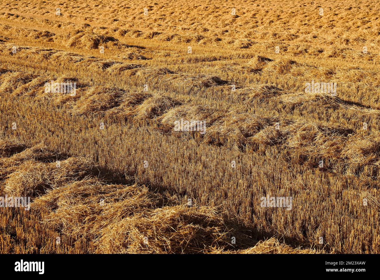 A golden hay field in Toten on a beautiful summer morning, Norway Stock ...