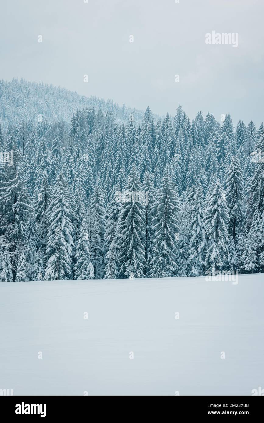 A vertical shot of frozen trees covered in snow in snowy white ...