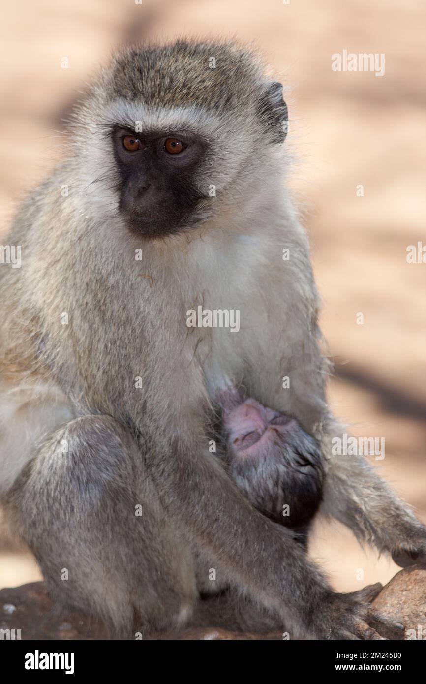 Vervet monkey (Chlorocebus pygerythrus) with a sleeping baby in Africa ...