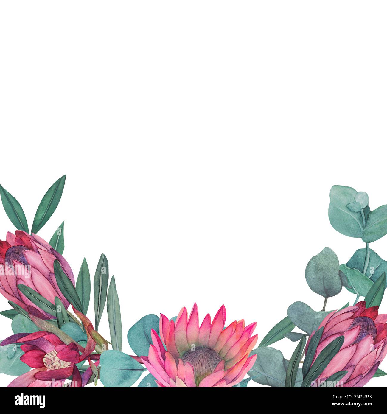Hand painted watercolor magenta protea flowers border Stock Photo - Alamy