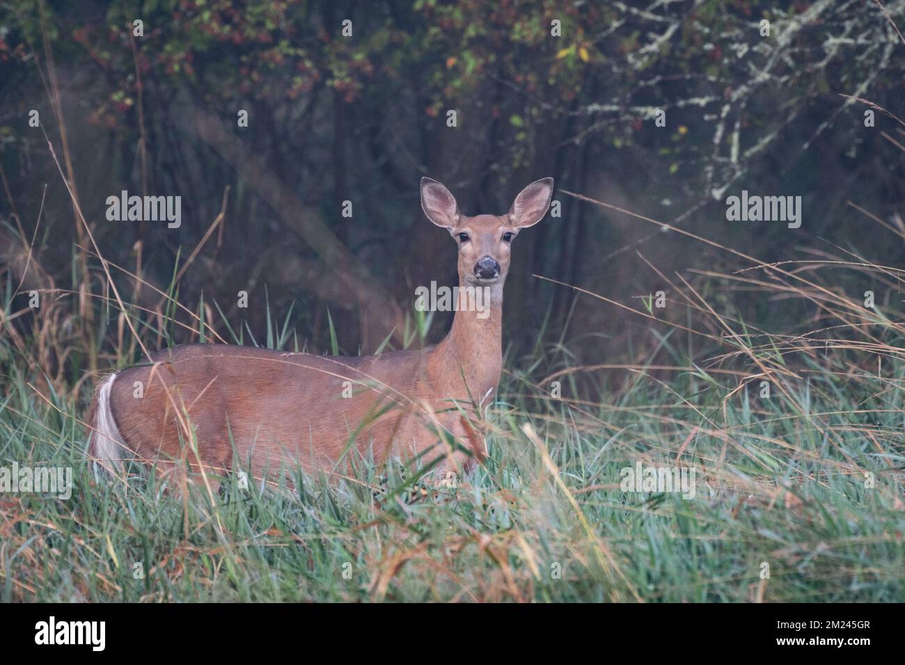 White tailed doe alert hi-res stock photography and images - Alamy