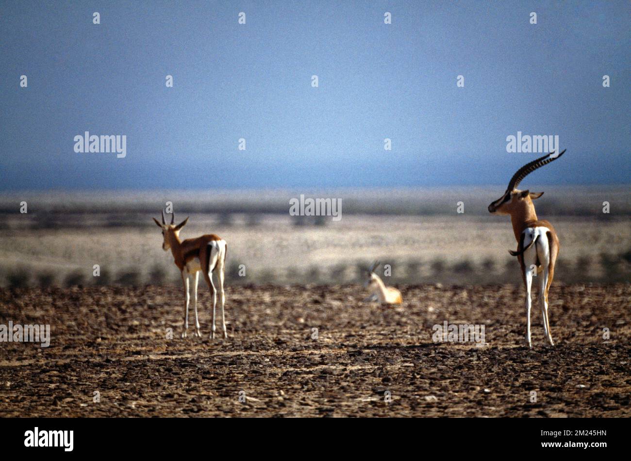 Abu Dhabi UAE Sir Bani Yas Island Nature Reserve Arabian Mountain ...
