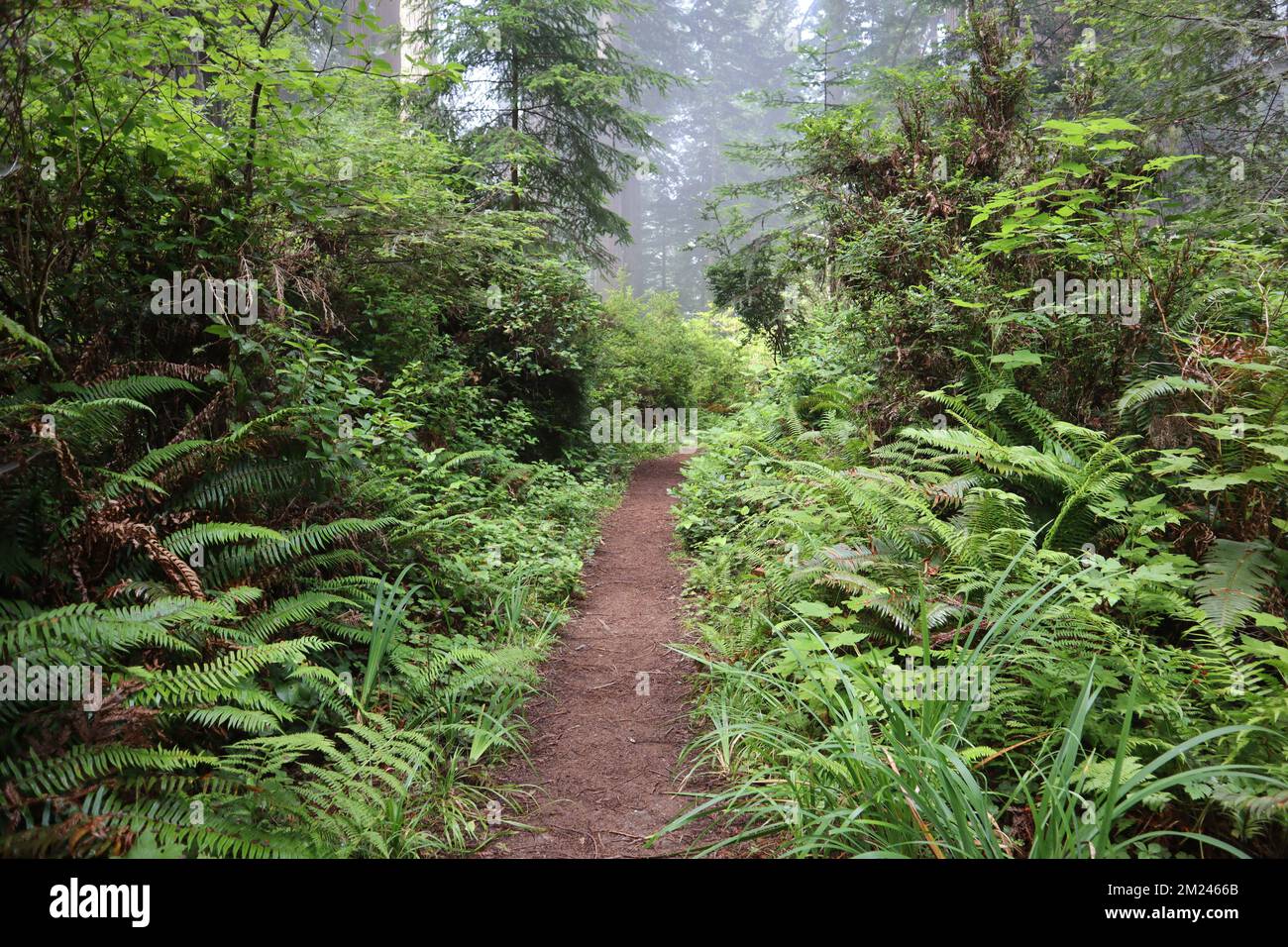 Forest Humboldt County