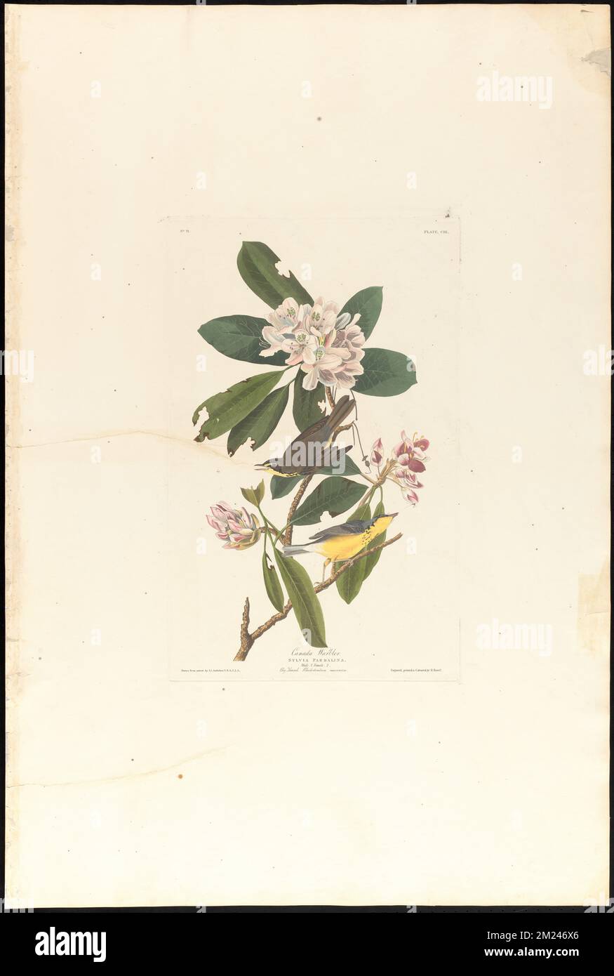 Canada warbler : Sylvia pardalina. Male, 1. Female, 2. Big laurel ...