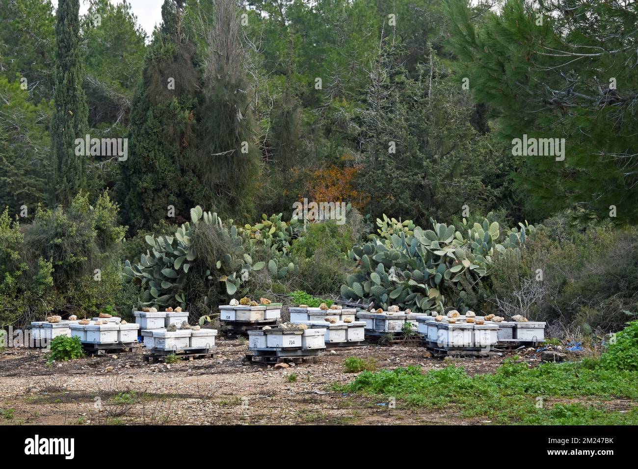 Beehives in the forest Stock Photo - Alamy