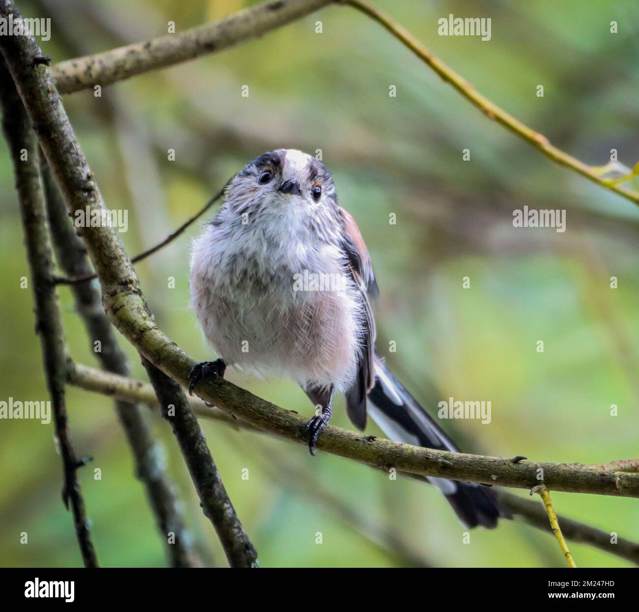 A selective focus shot of a long-tailed tit bird perched on a branch ...