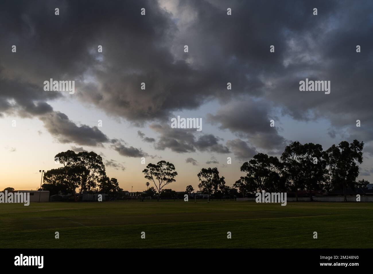 Eucalyptus trees at sunset, Adelaide, Australia Stock Photo - Alamy