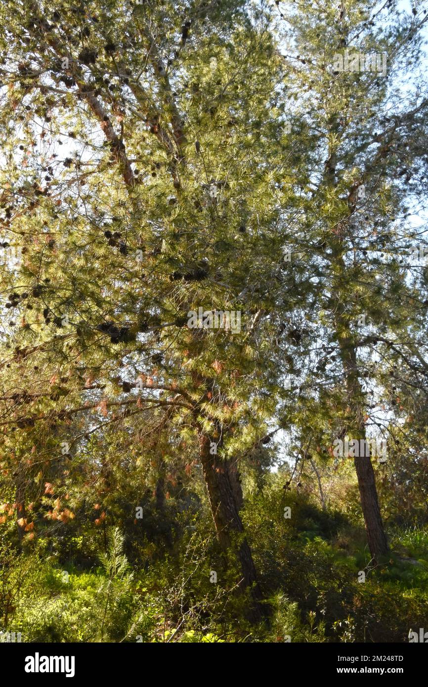 Environment pine tree hi-res stock photography and images - Alamy