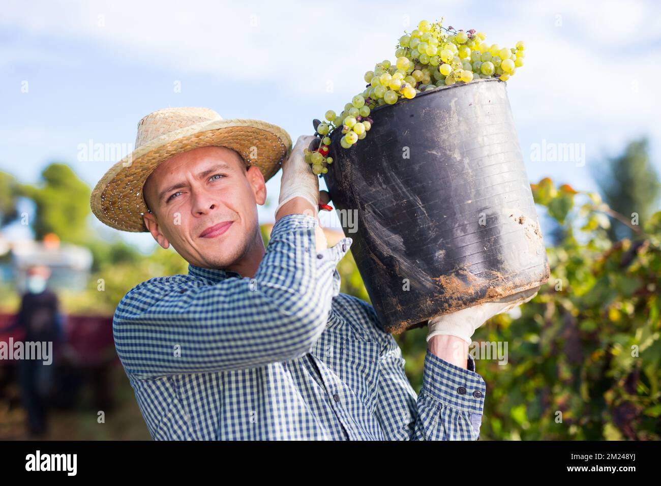 Vineyard owner carrying bucket with harvested grapes Stock Photo - Alamy