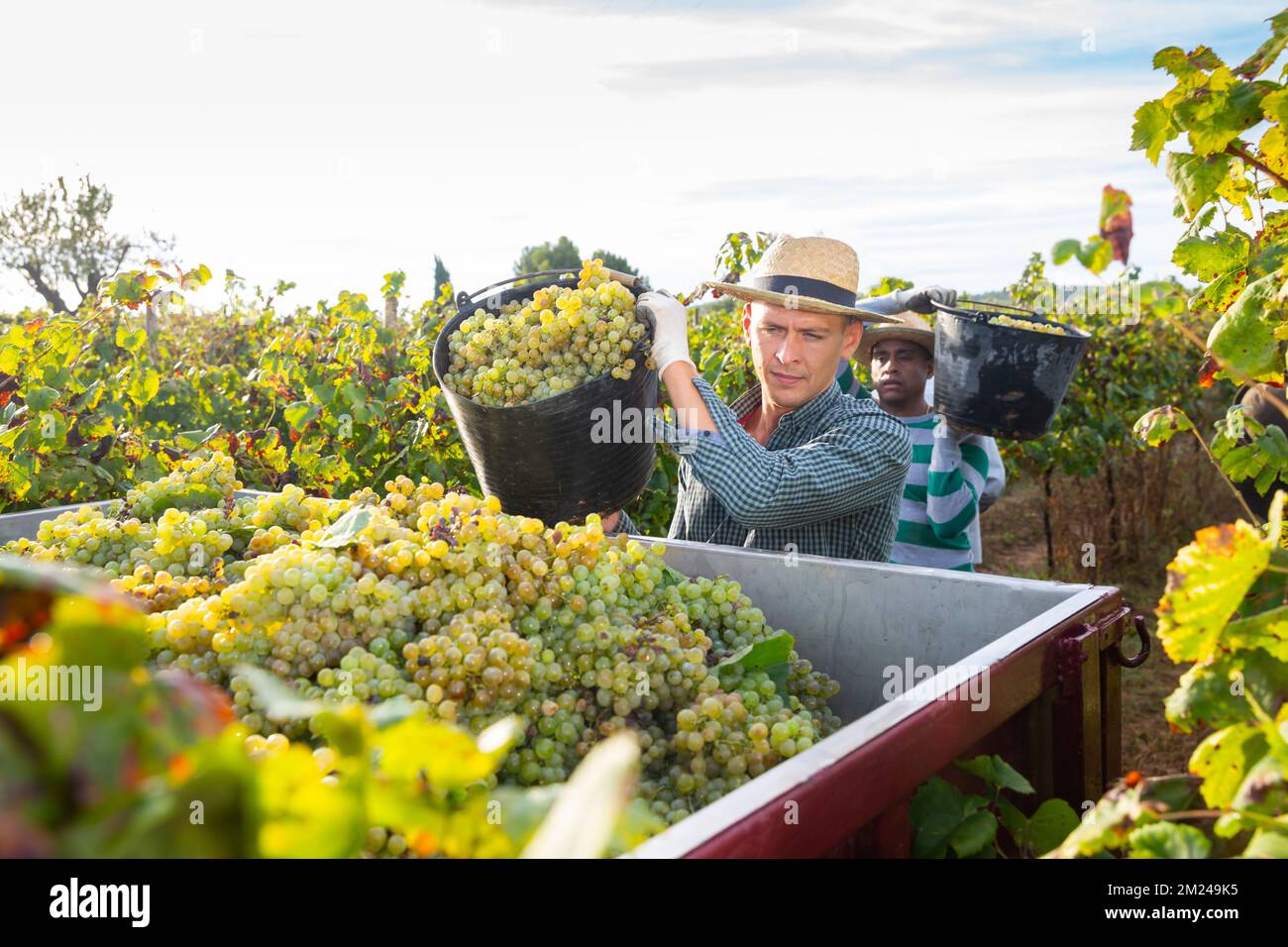 Vineyard owner filling truck of harvested white grapes Stock Photo - Alamy