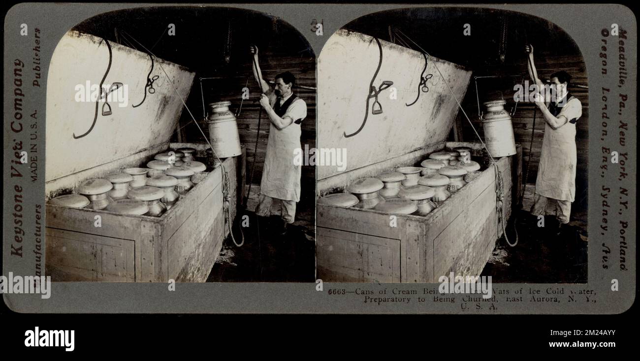 Cans of cream being put into vats of ice cold water , Dairying, Butter ...