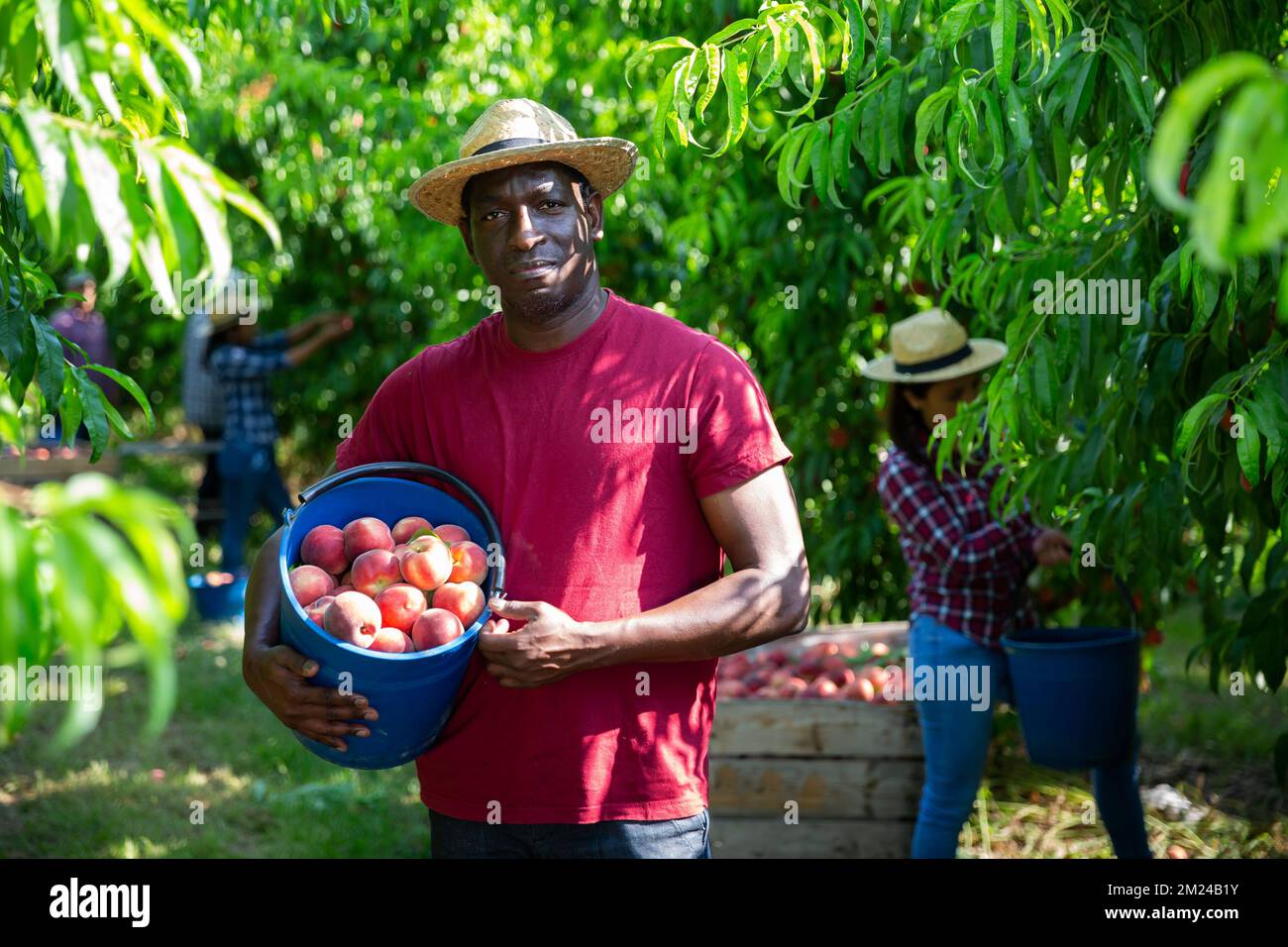 Happy african american farmer with bucket of peaches in the orchard ...