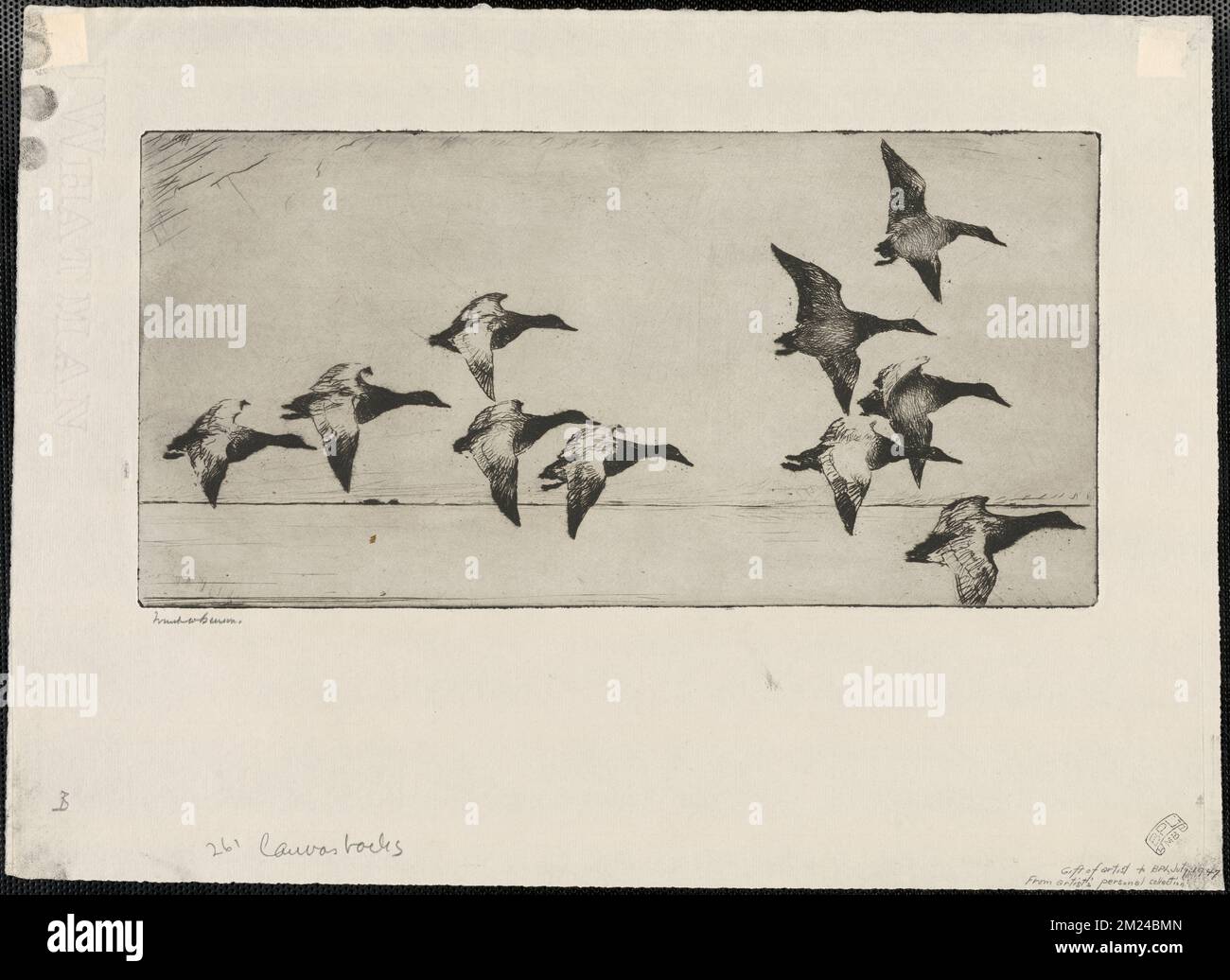 Canvasbacks , Ducks, Flying, Canvasback. Frank W. Benson (1862-1951 ...