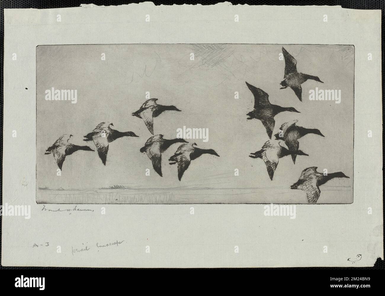 Canvasbacks , Ducks, Flying, Canvasback. Frank W. Benson (1862-1951 ...