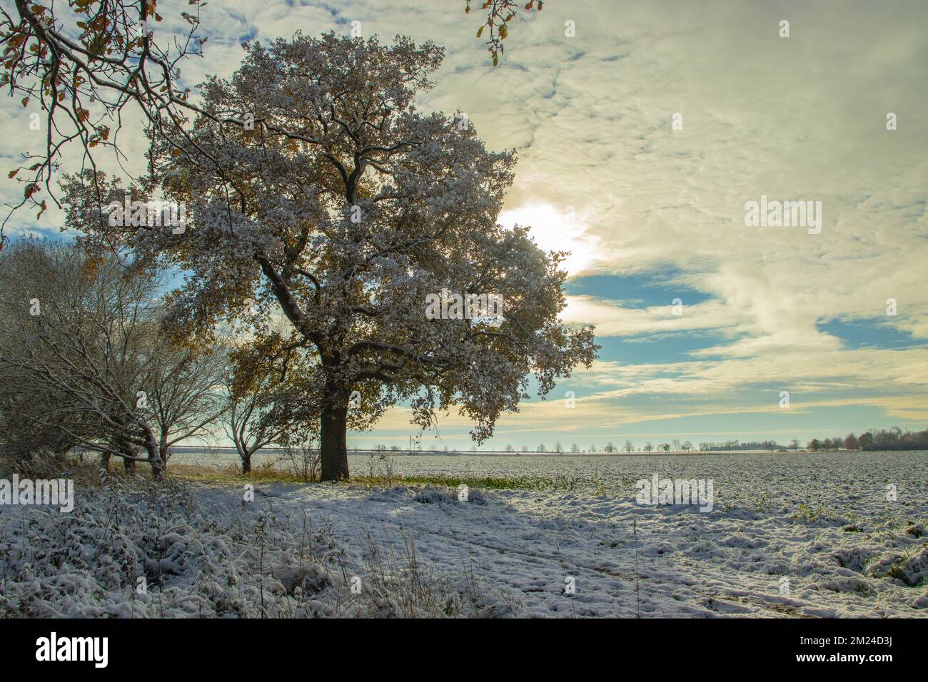 Winter with Tree Stock Photo - Alamy