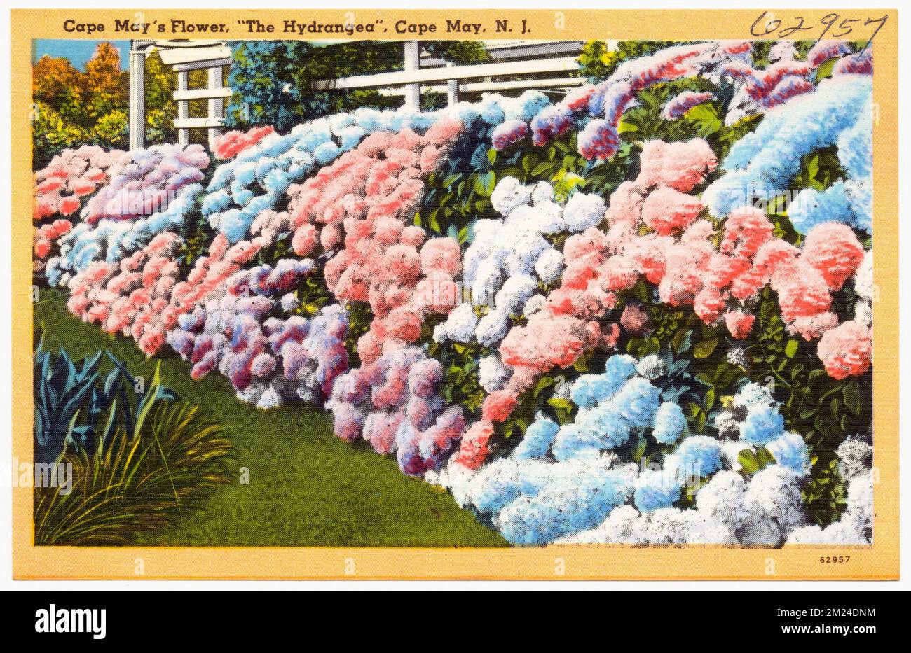 Cape May's flower, 'The Hydrangea', Cape May, N. J. , Tichnor Brothers ...