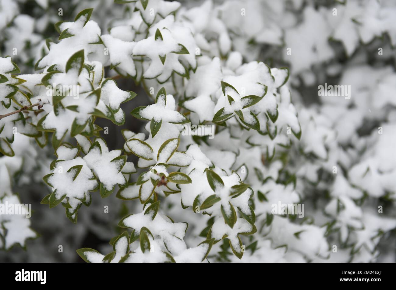 Illustration picture shows tree leaves covered with snow as cold ...