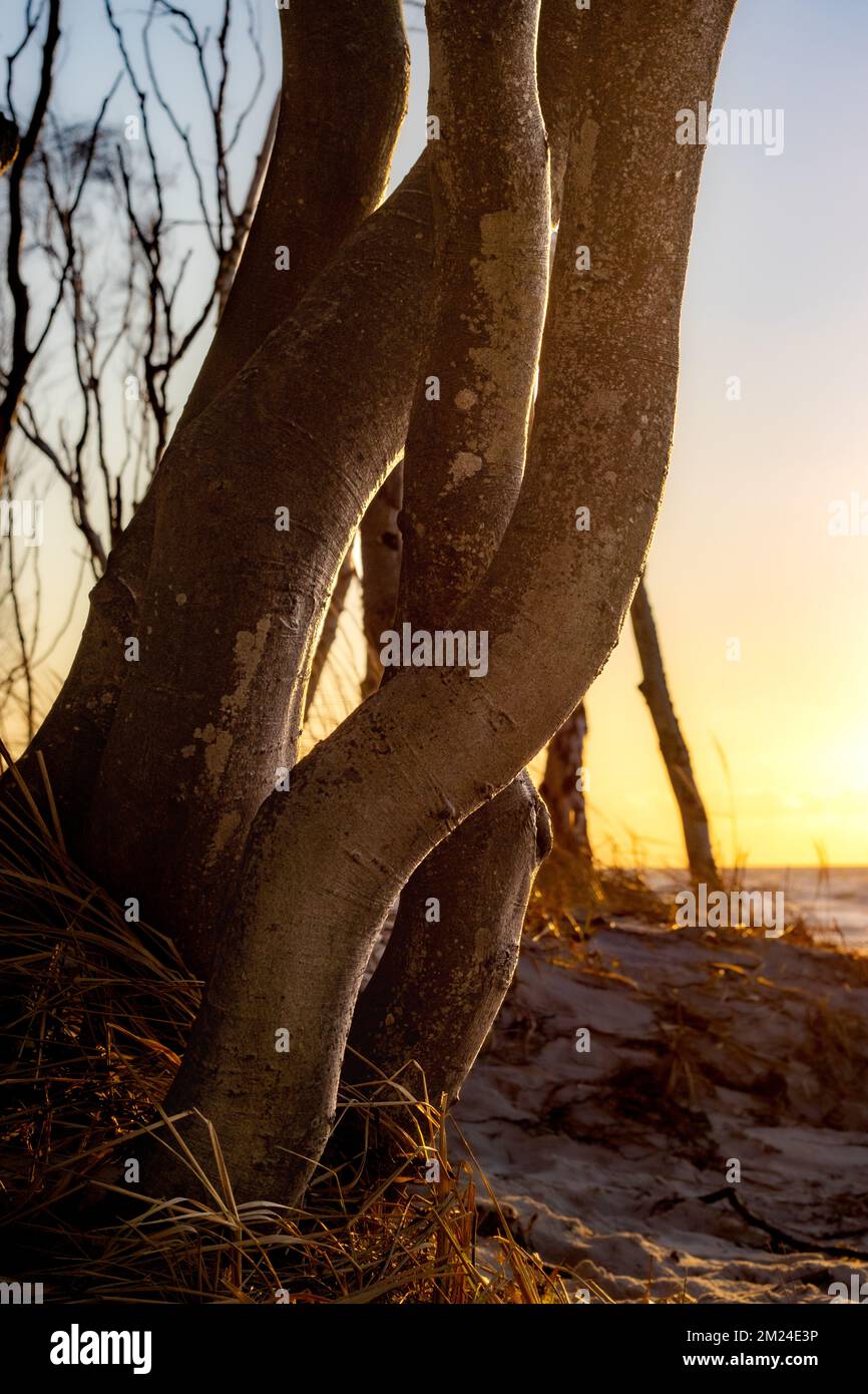 Trees at the Beach Stock Photo - Alamy