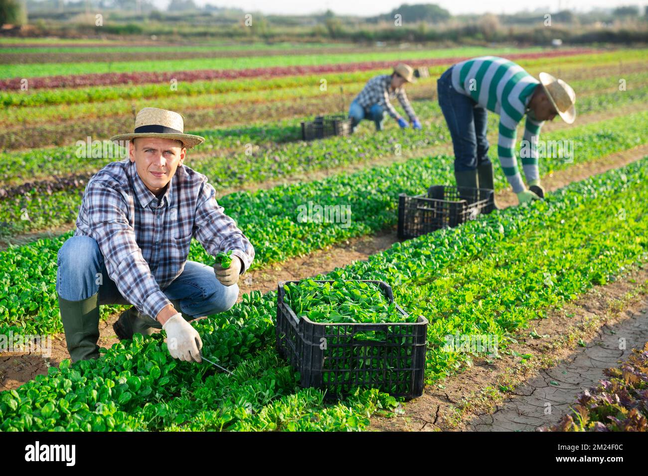 Male farmer harvesting corn salad on farm Stock Photo - Alamy