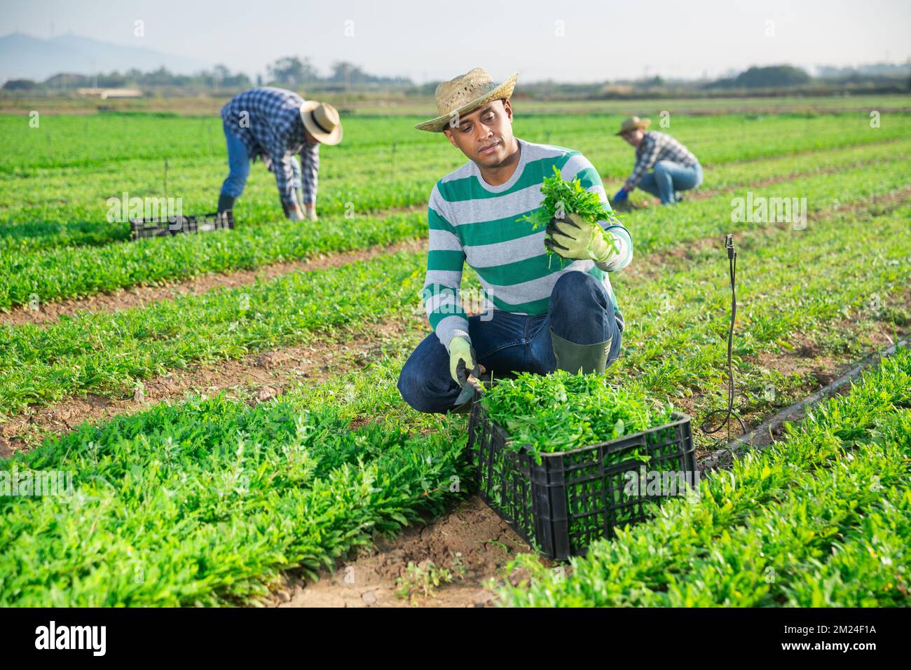 Hispanic farmer harvesting garden rocket on farm plantation Stock Photo ...