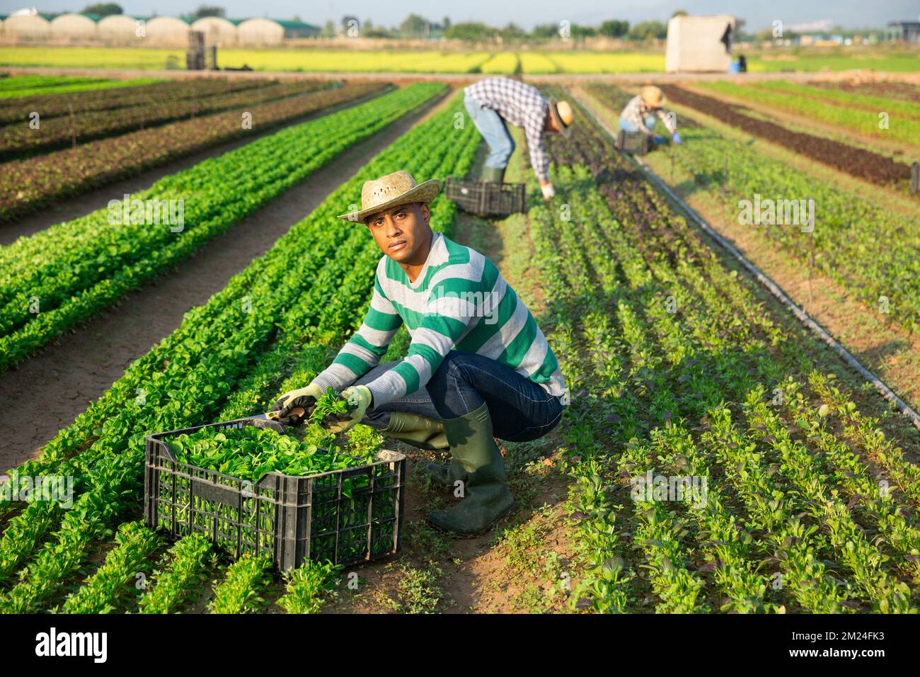 Mexican farmer on agricultural hi-res stock photography and images - Alamy