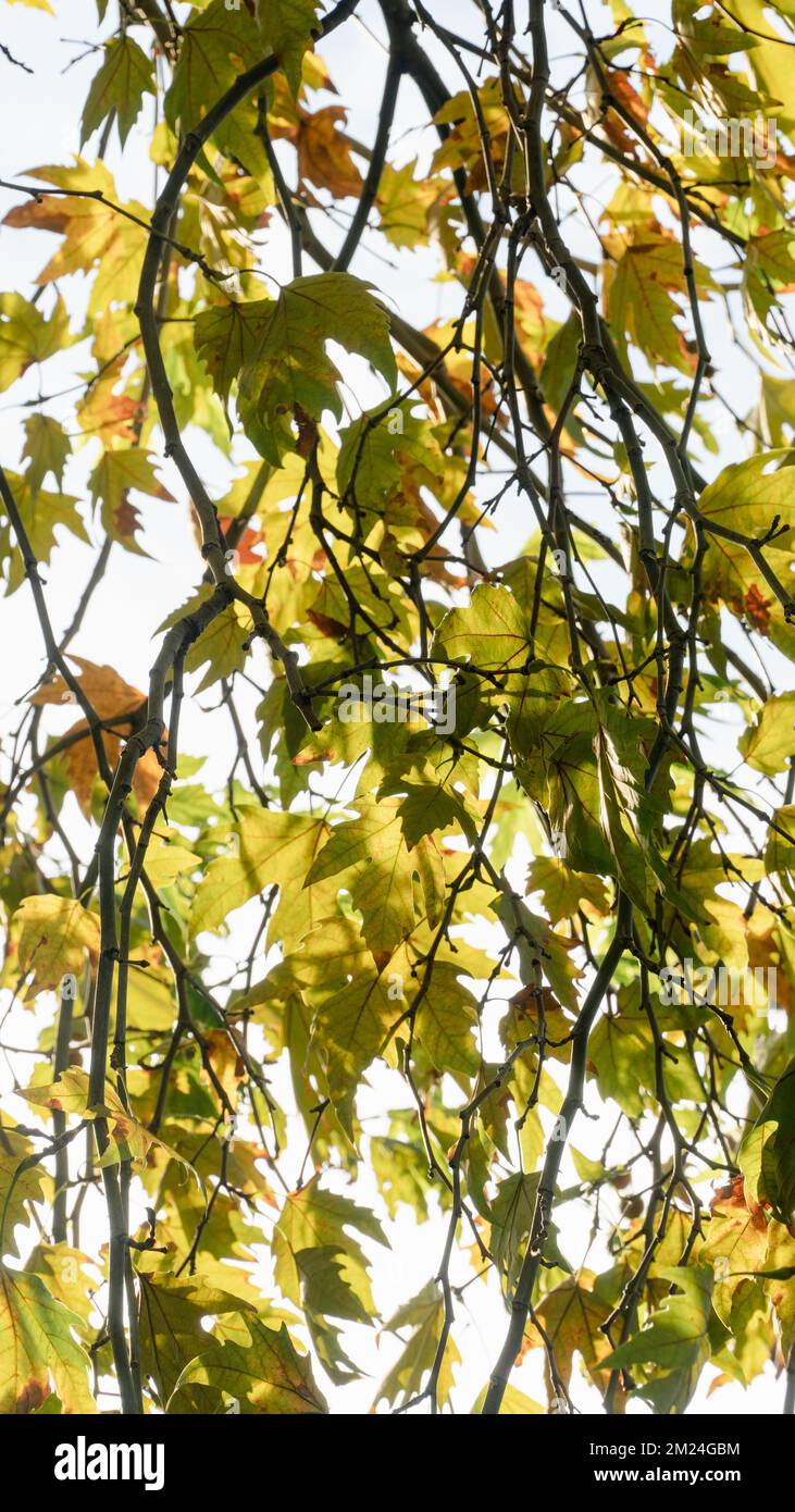 Autumn leaves on plane tree fall season. Vertical autumn background ...