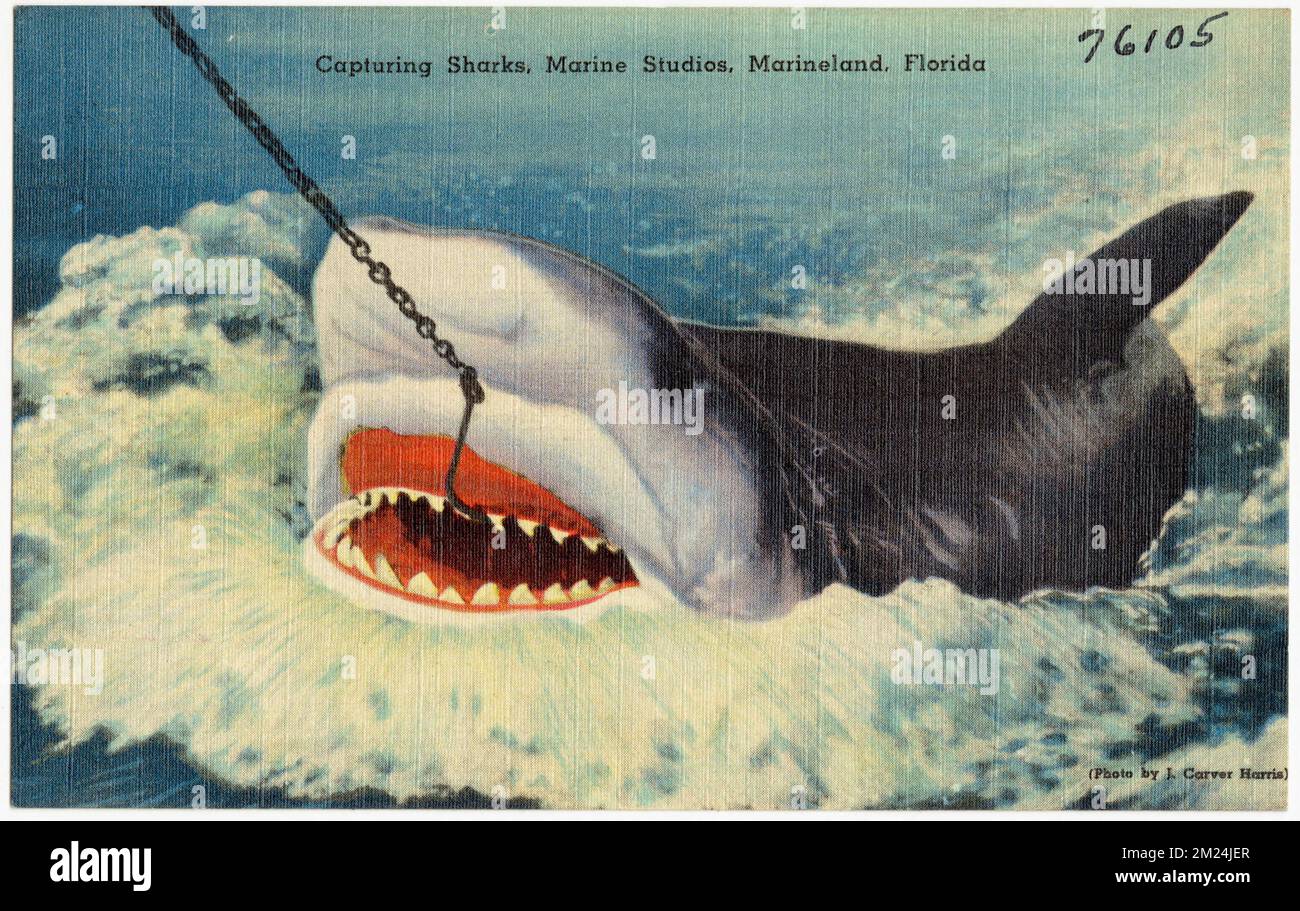 Capturing sharks, Marine Studios, Marineland, Florida , Sports ...