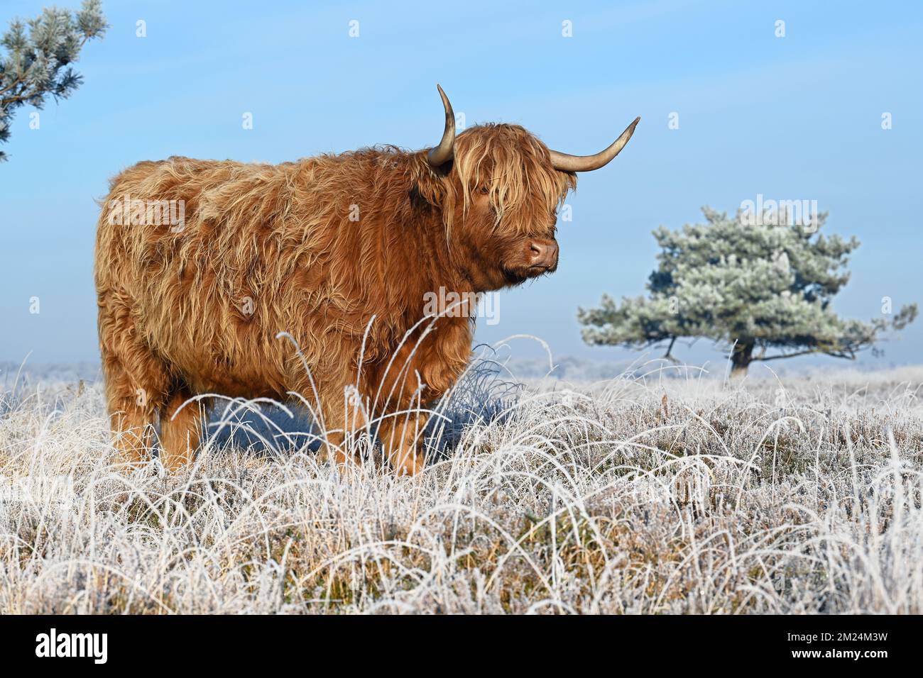 Rude cow hi-res stock photography and images - Alamy