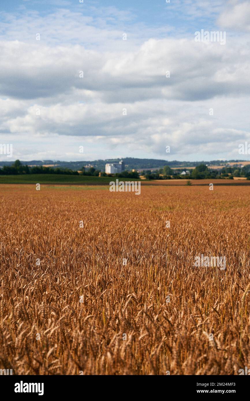 A vertical of a ripe wheat field with scenic, floating clouds above in ...