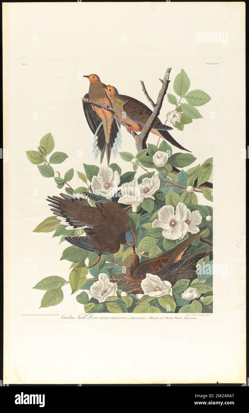 Carolina turtle dove : Columba carolinensis, Linn. Males, 1. Females, 2 ...