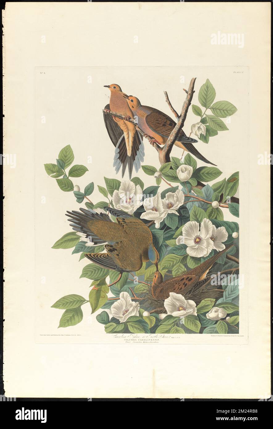 Carolina pigeon or turtle dove : Male, 1. F, 2. Columba carolinensis ...