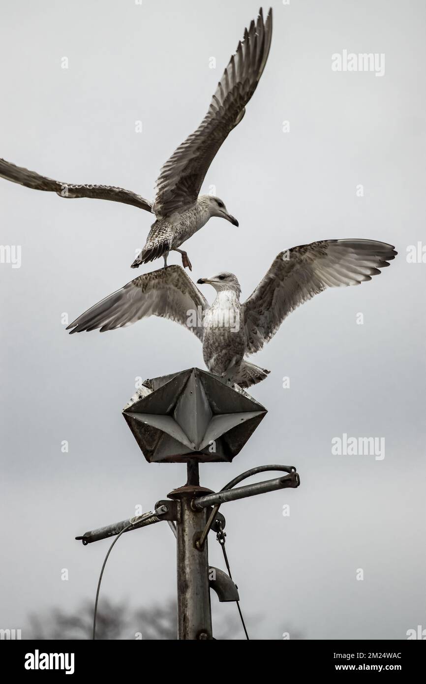 Happy seagull hi-res stock photography and images - Alamy