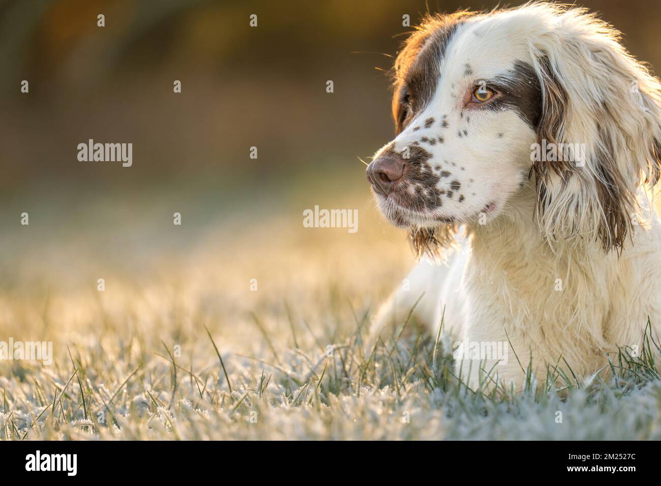 English springer spaniel portrait hi-res stock photography and images ...