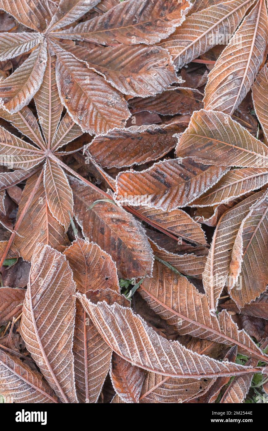 Close-shot of frost covered orange autumnal palmate leaves of Horse ...