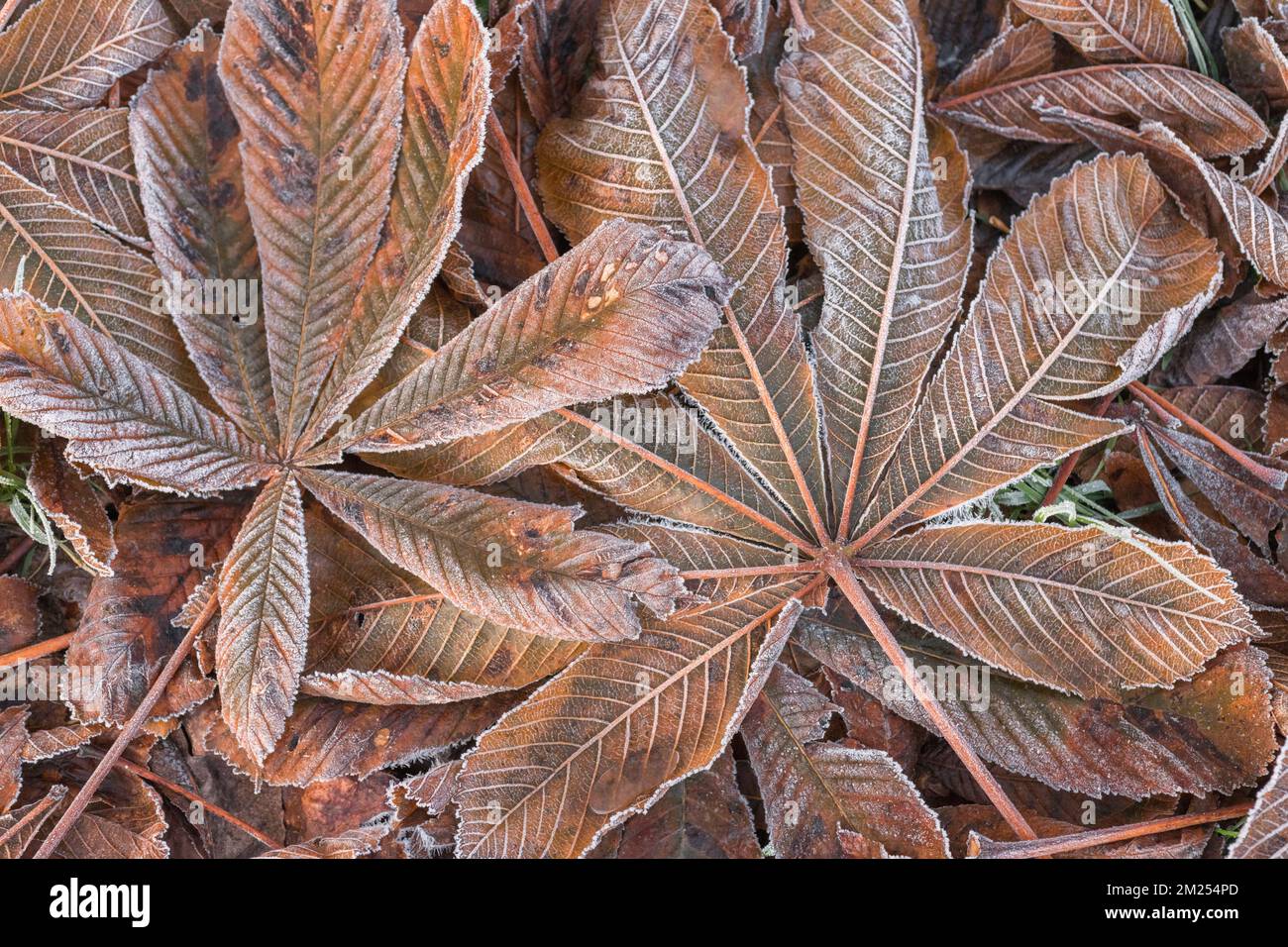 Close-shot of frost covered orange autumnal palmate leaves of Horse ...