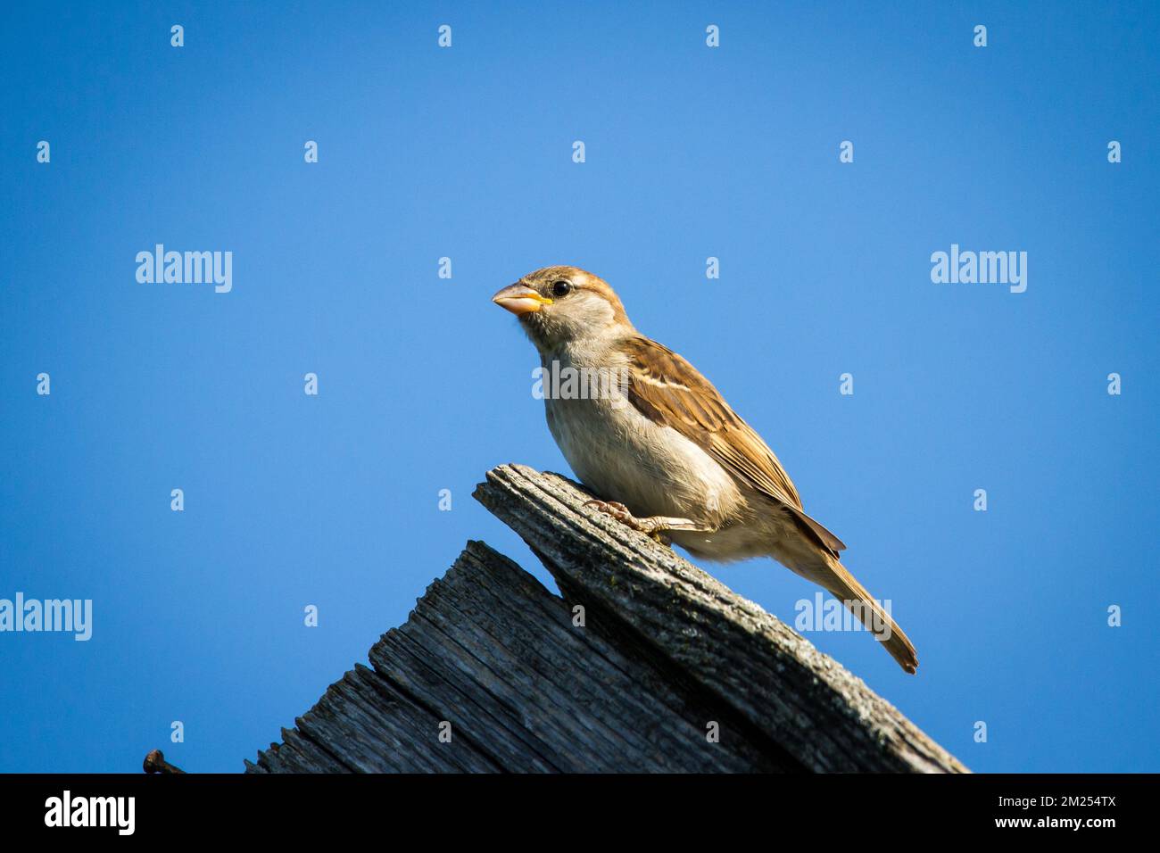 Female house sparrow (Passer domesticus) sitting on a barn roof Stock ...