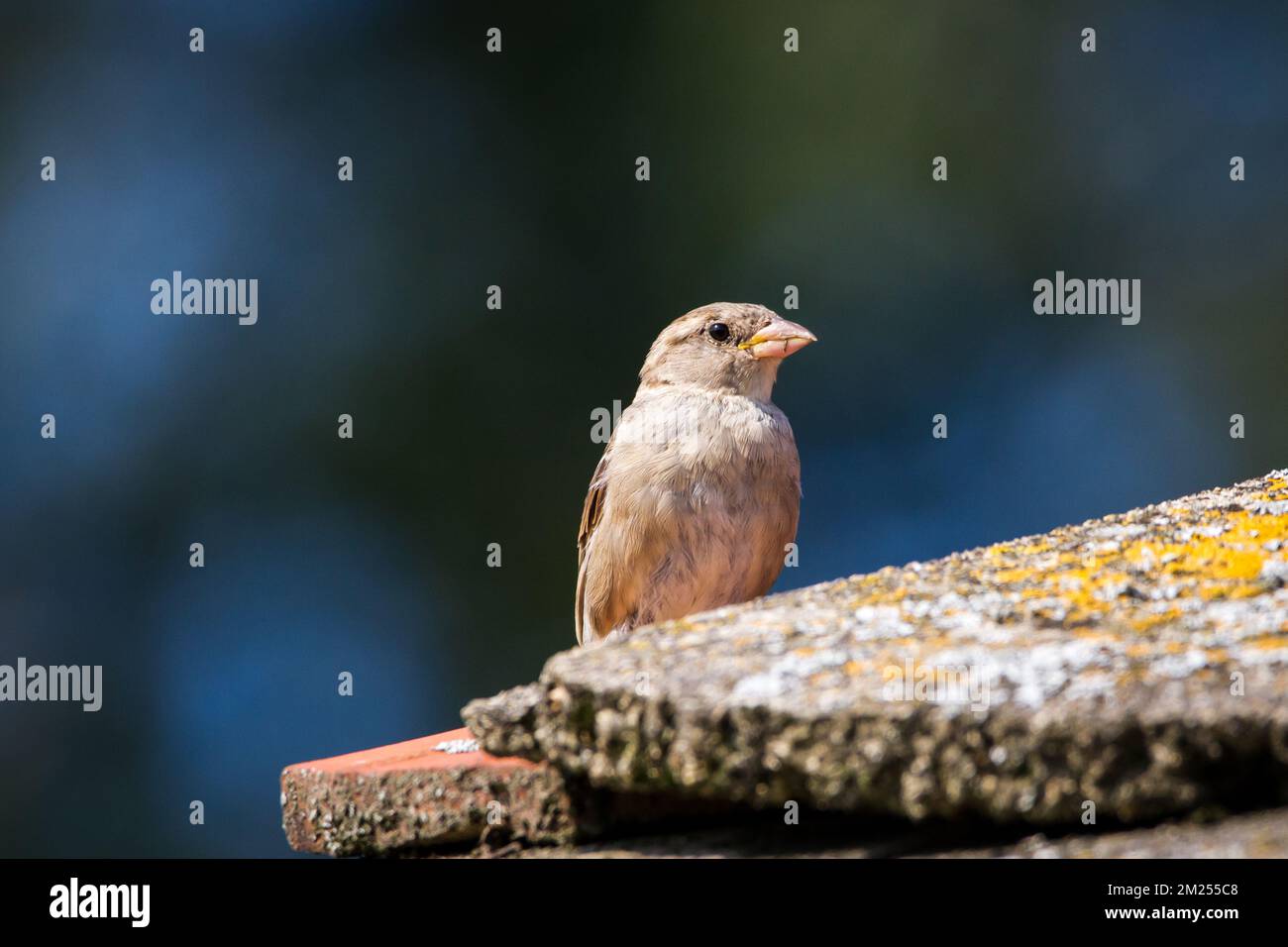 Female house sparrow (Passer domesticus) sitting on a barn roof Stock ...