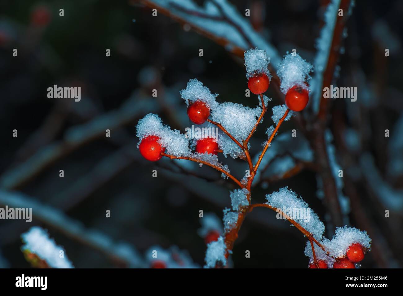 Ripe red hawthorn berries with snow on the branches on a winter evening ...
