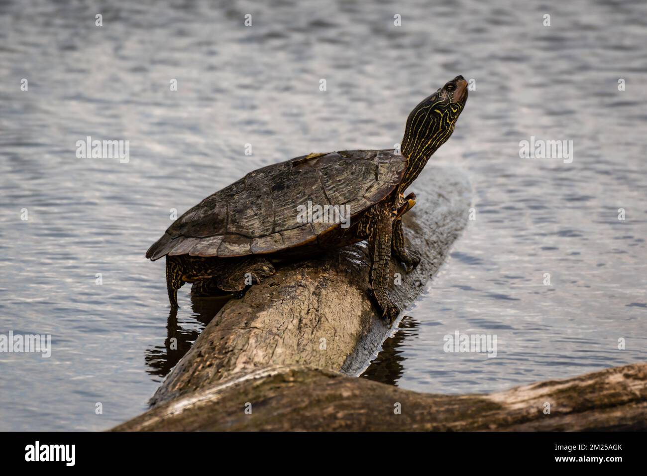 A turtle on a log on a lake Stock Photo - Alamy