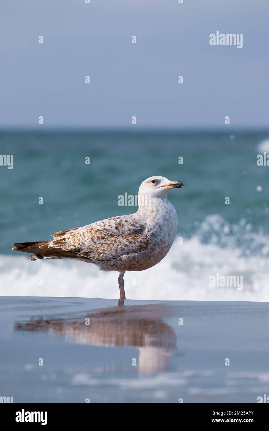 Happy seagull hi-res stock photography and images - Alamy