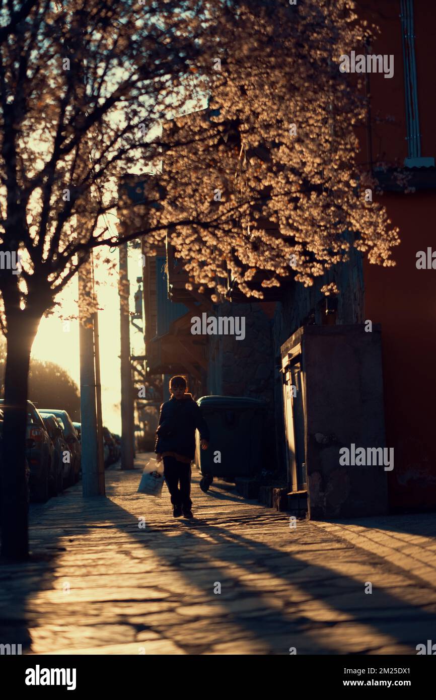 A vertical of a boy walking on a street with a blossom tree Stock Photo ...
