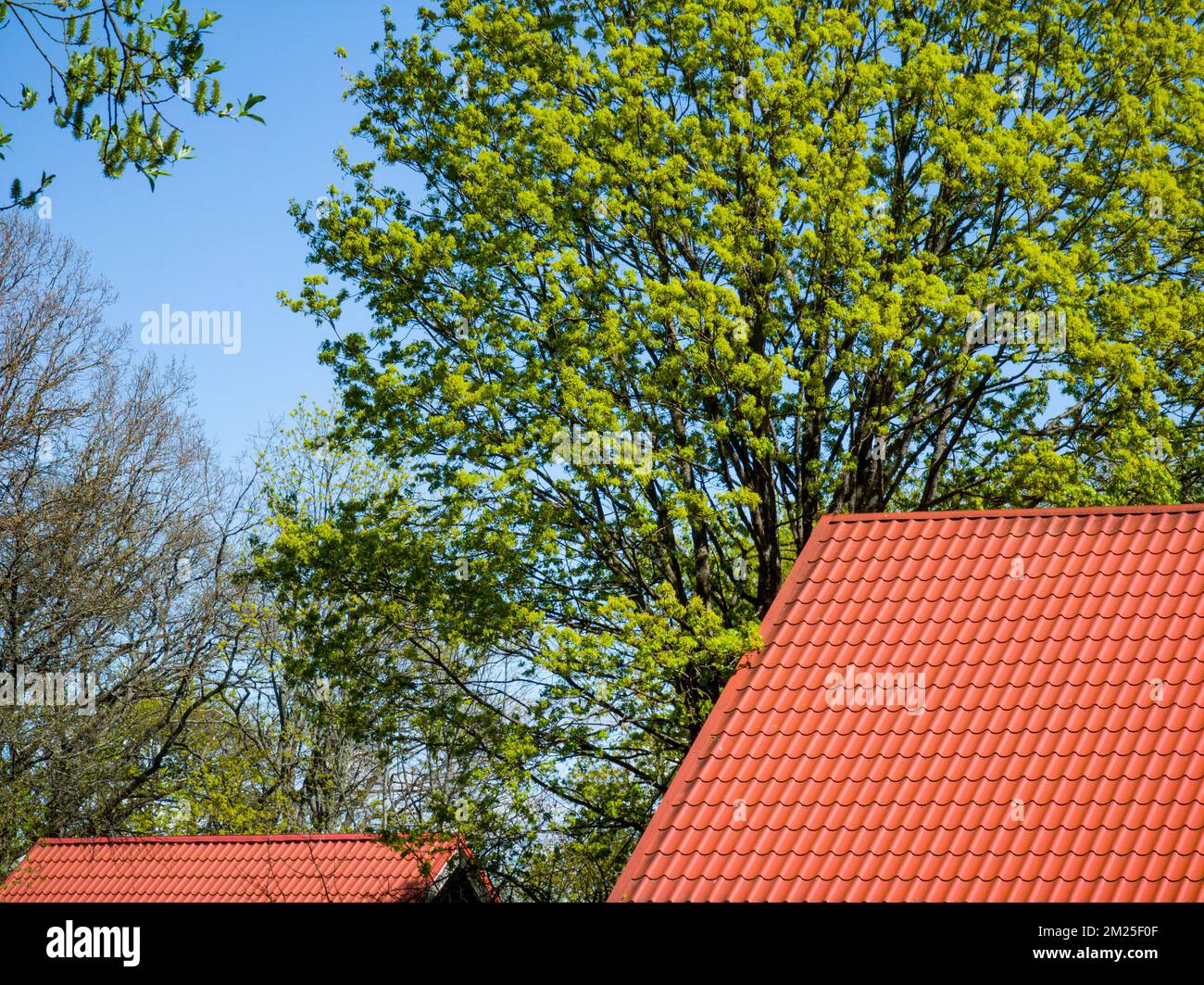 Red clay ceramic tiled roof. Blue sky. Green tree Stock Photo - Alamy