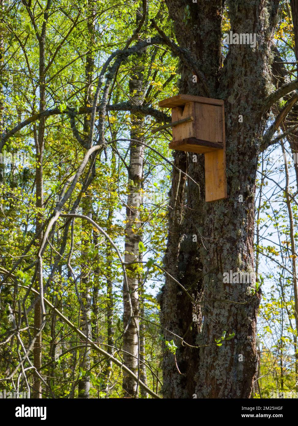 Wooden birdhouse nailed to a tree in the forest. Beautiful nature Stock ...